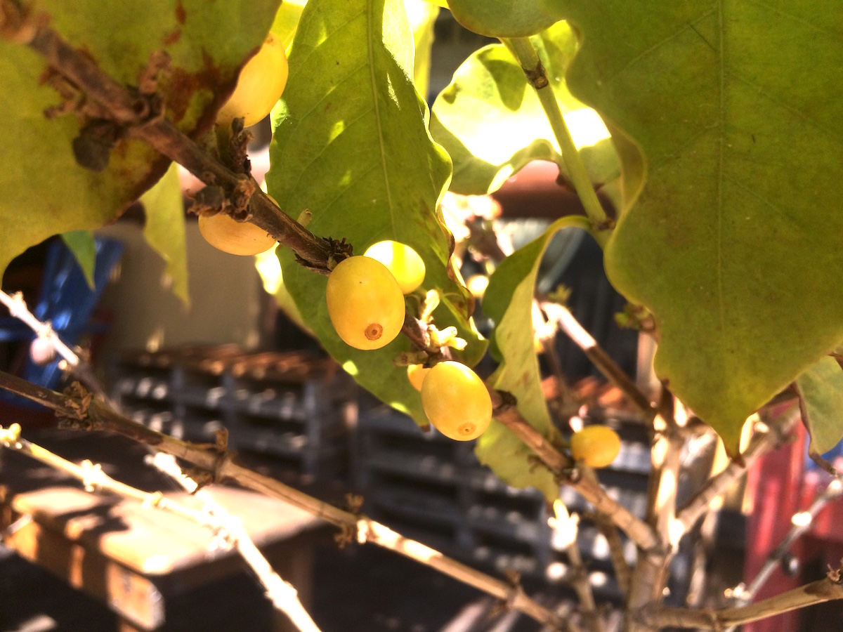 Ahhhh.... Freeworld Coffeeworks - Rhino Convention Centre